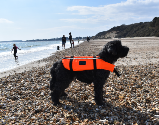 Pet Floatation from Typhoon International